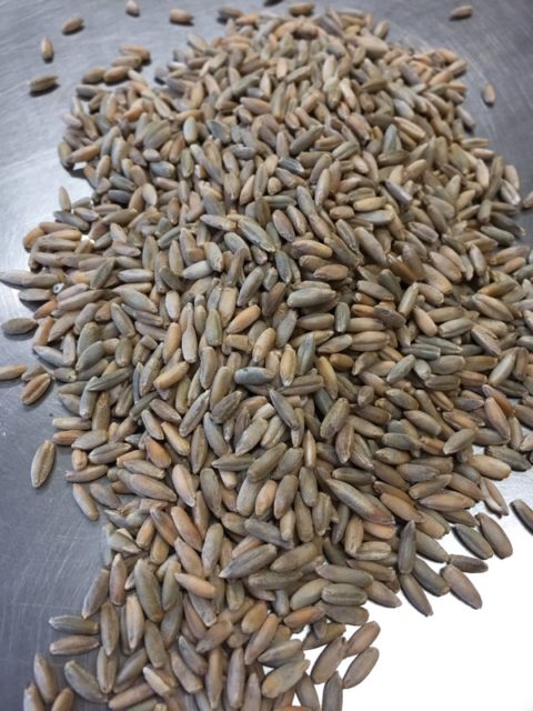 Seigle BIO à moudre – 5 kg | La Ferme des Bouviers
